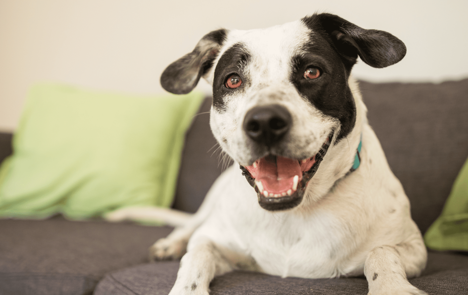 Boarding Intake Form | Canton Veterinary Clinic