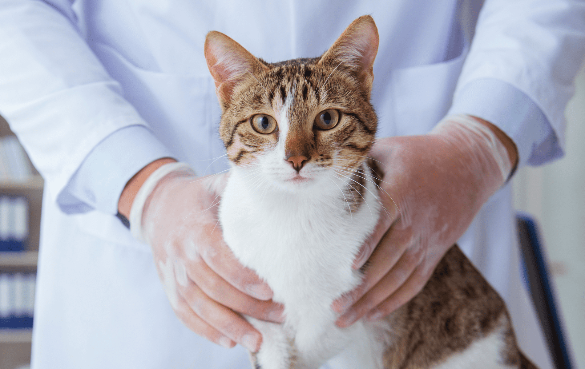 Pet Spay And Neuter In Canton, IL | Canton Veterinary Clinic